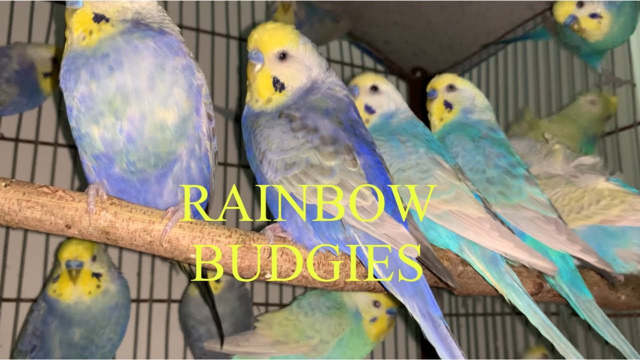 RAINBOW BUDGIES || DETAILS ABOUT RAINBOW BUDGIES - YouTube
