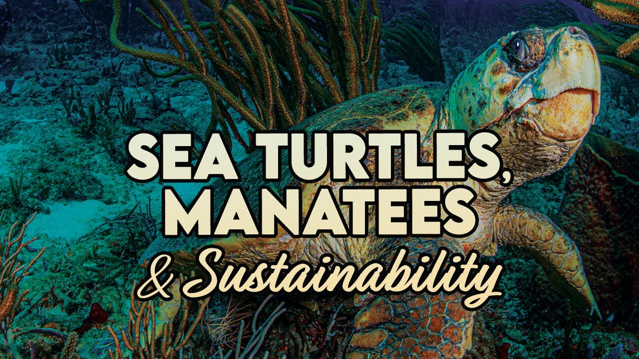 Sea Turtles, Manatees, and Sustainability in The Palm Beaches - YouTube