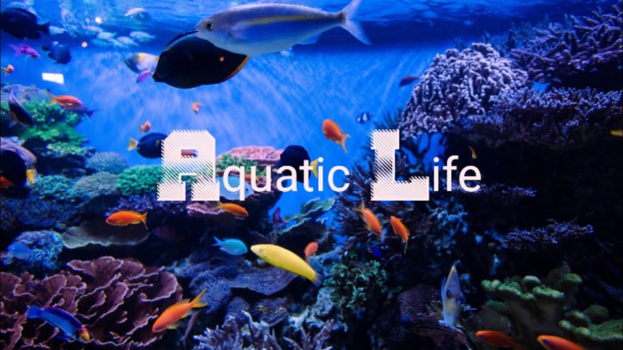 Aquatic Life ..Incredible Colourful Ocean Life• |Peaceful music 🎵 ...