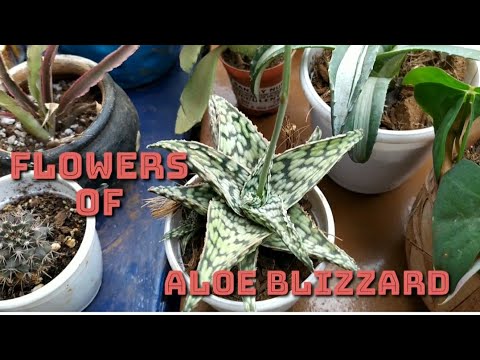 Flowers of Aloe Blizzard/Succulent flowers ️ - YouTube