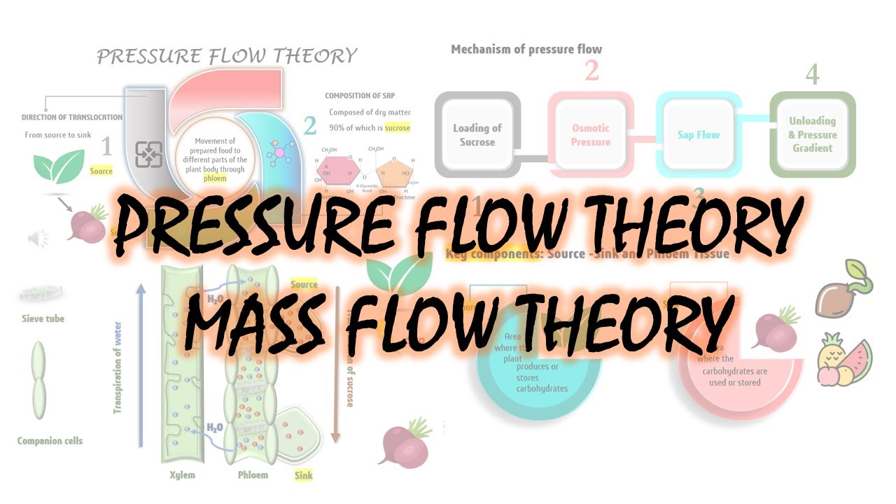 PRESSURE FLOW THEORY | MASS FLOW THEORY | CLASS 11 - YouTube