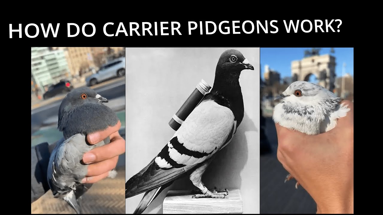 How we trained Pigeons to deliver messages #animals #birds - YouTube
