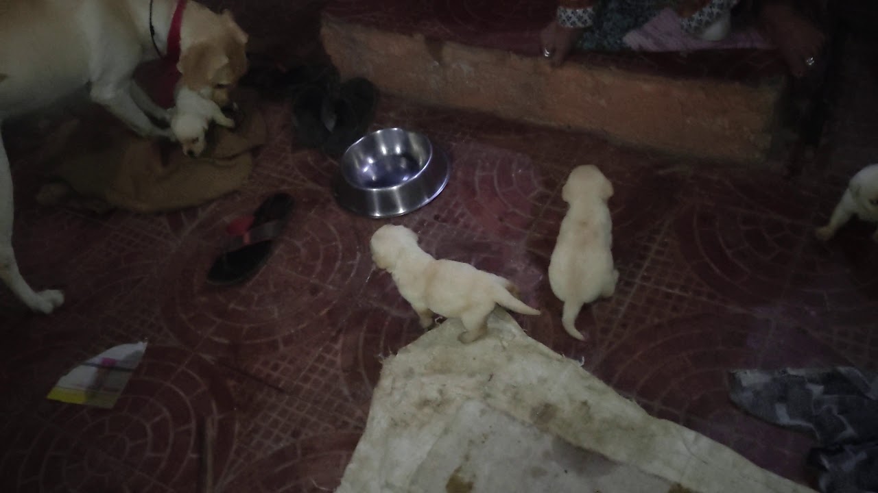 Labrador top quality puppy available 8999788158 - YouTube