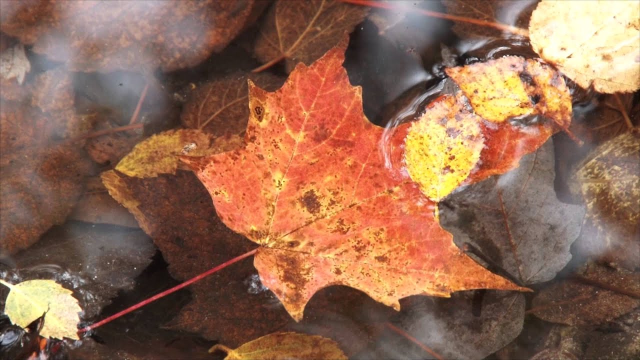 Autumn Elegy - YouTube