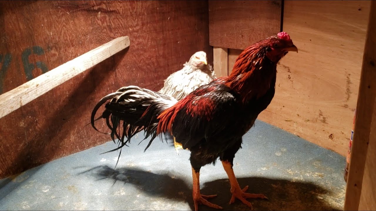 Muab kuv tus lau qaib txiv da dej vim muaj2 hmob ntau dhau - YouTube