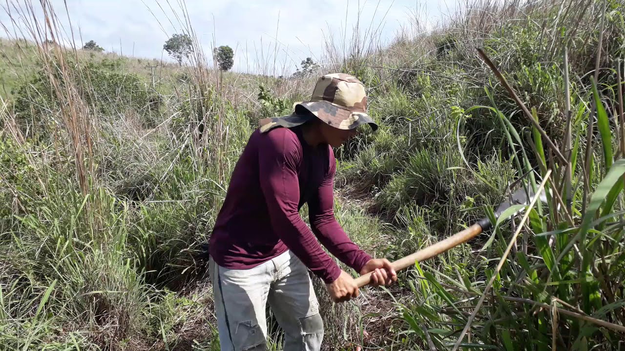 Juquira braba 🤠 - YouTube