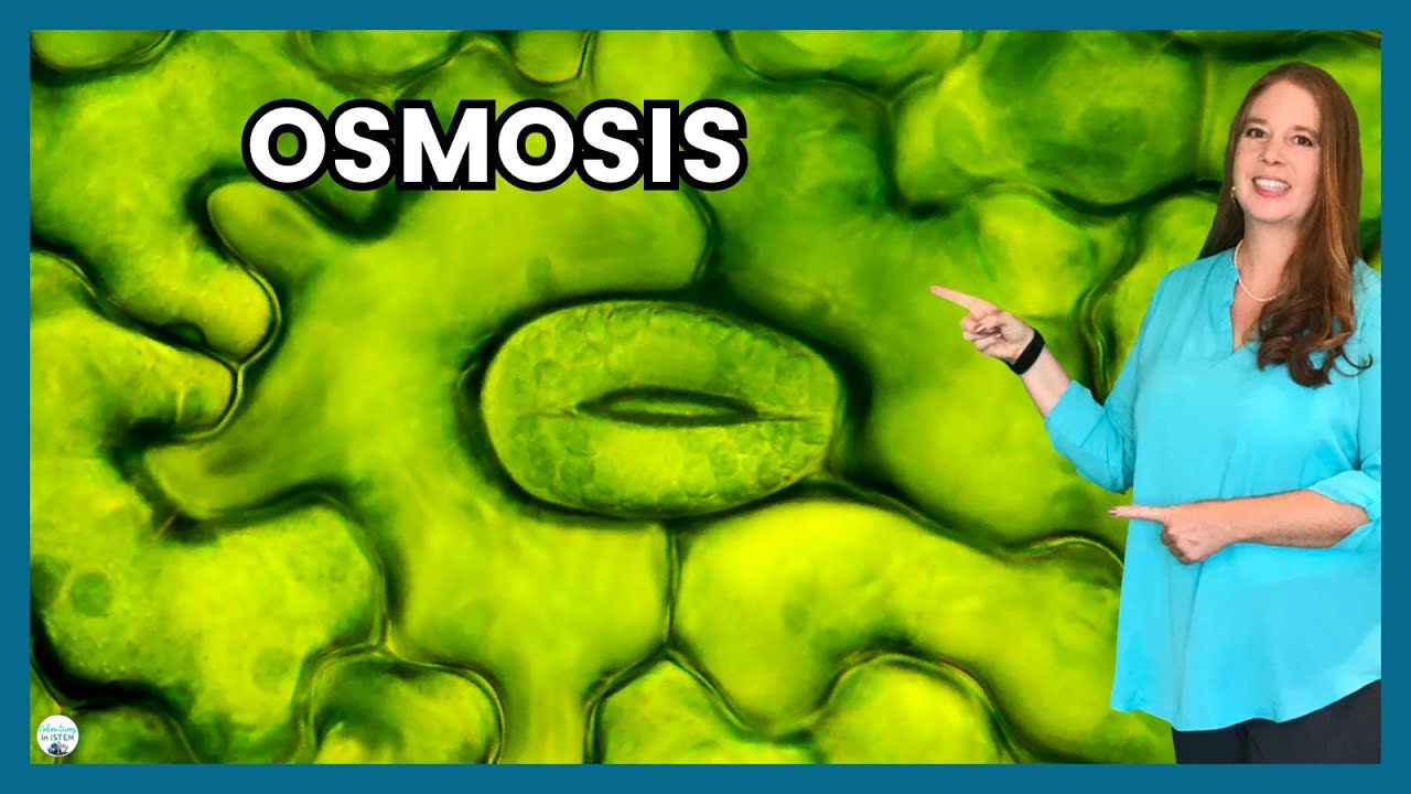 Osmosis Simplified: Understanding Active and Passive Cellular Transport ...