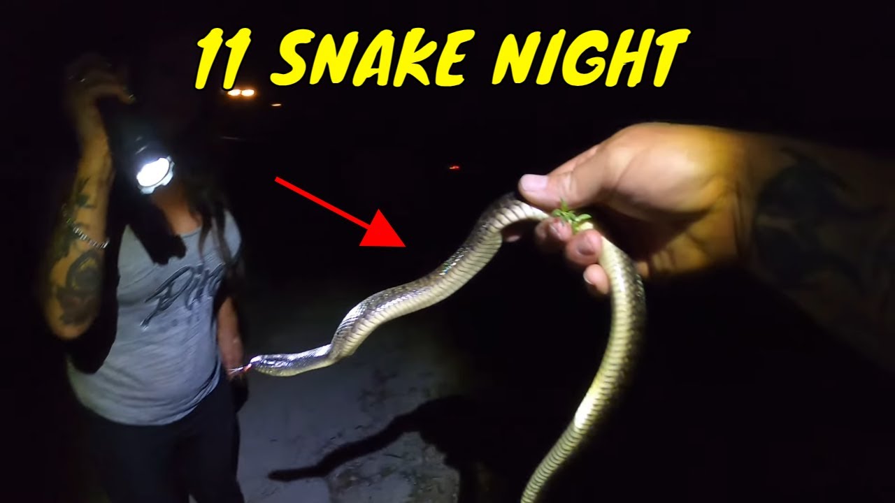 11 snakes *** 2 lifers *** HERPING with FRIENDS - YouTube