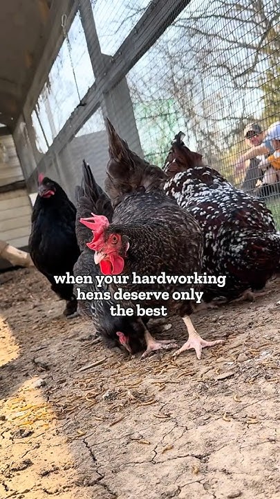 When you love your hens like family… you decorate accordingly 💛🐥# ...