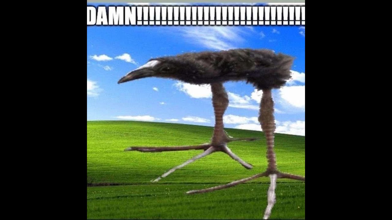 The Seven Damn Bird Souls - YouTube