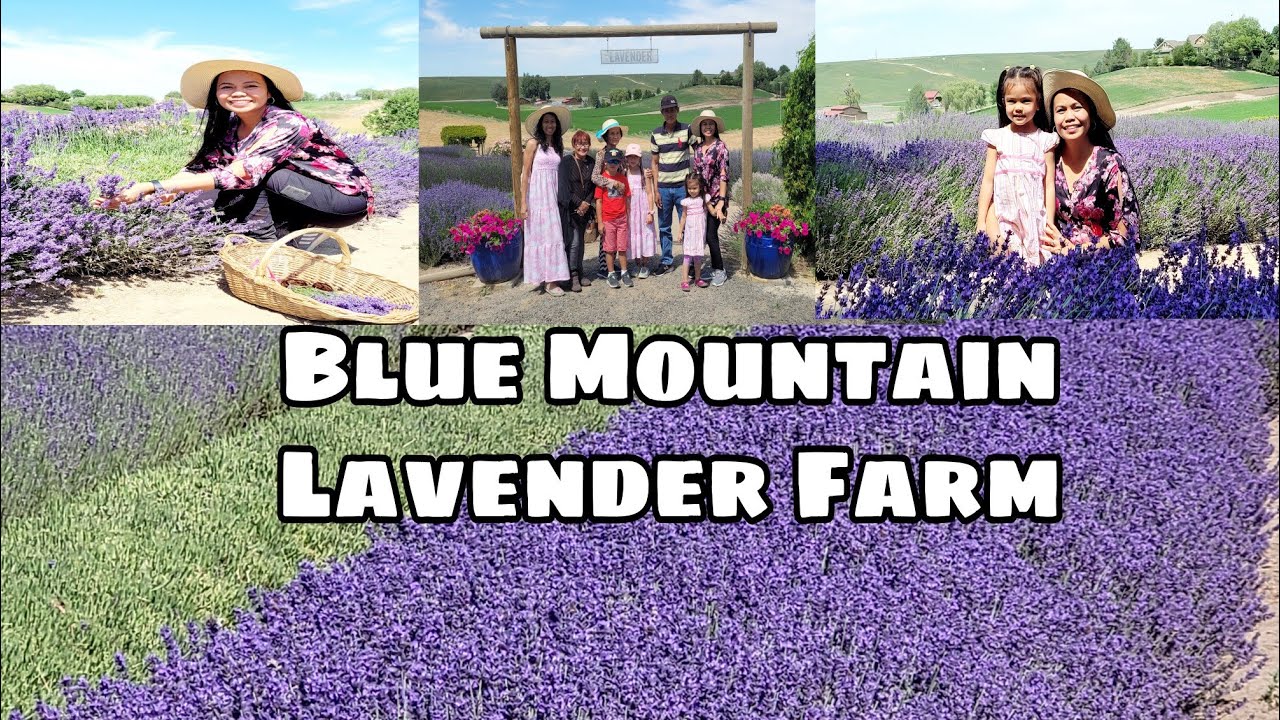 Blue Mountain Lavender Farm - YouTube