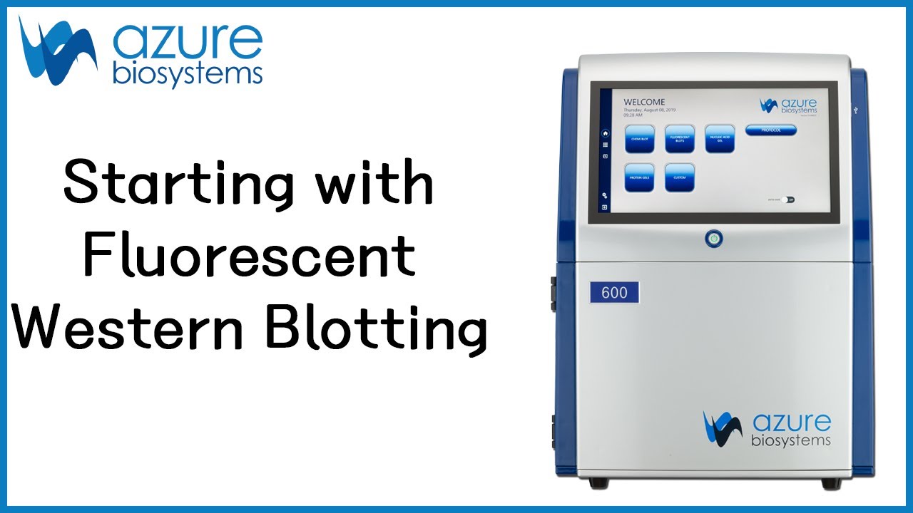 Starting with Fluorescent Western Blotting - YouTube