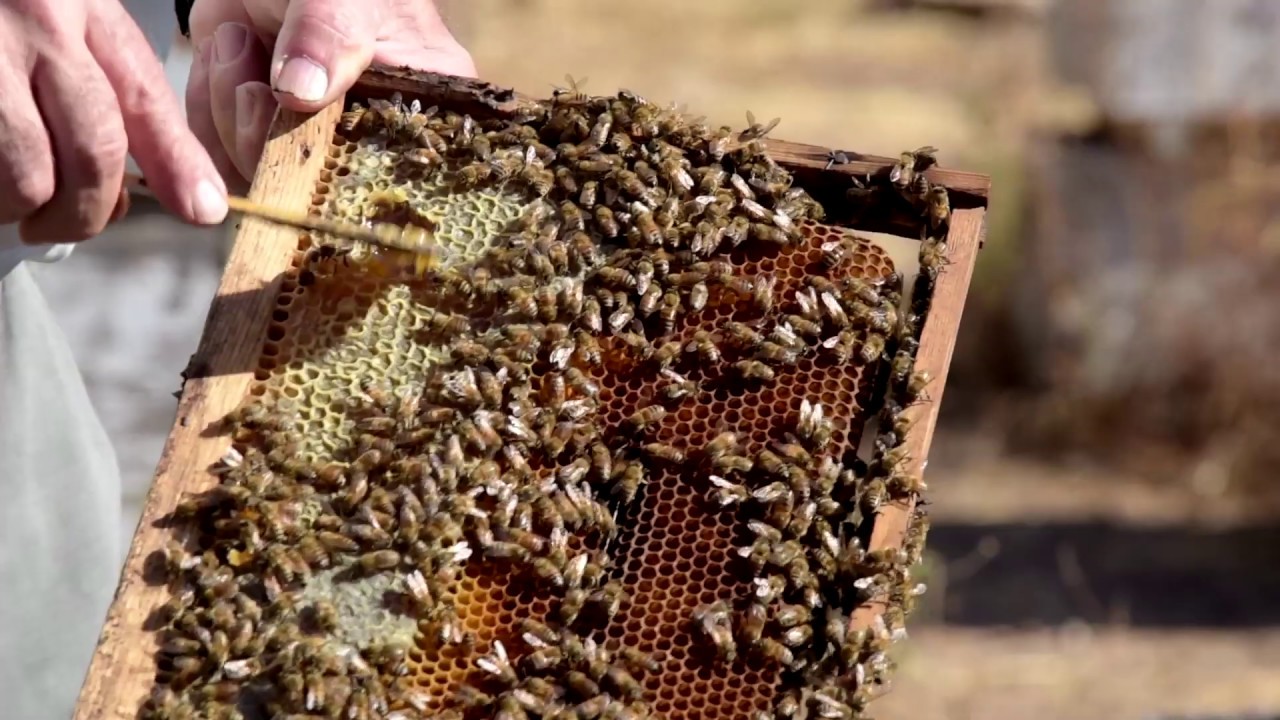 Beekeeping and Honey Tasting Tour Crete Greece - YouTube