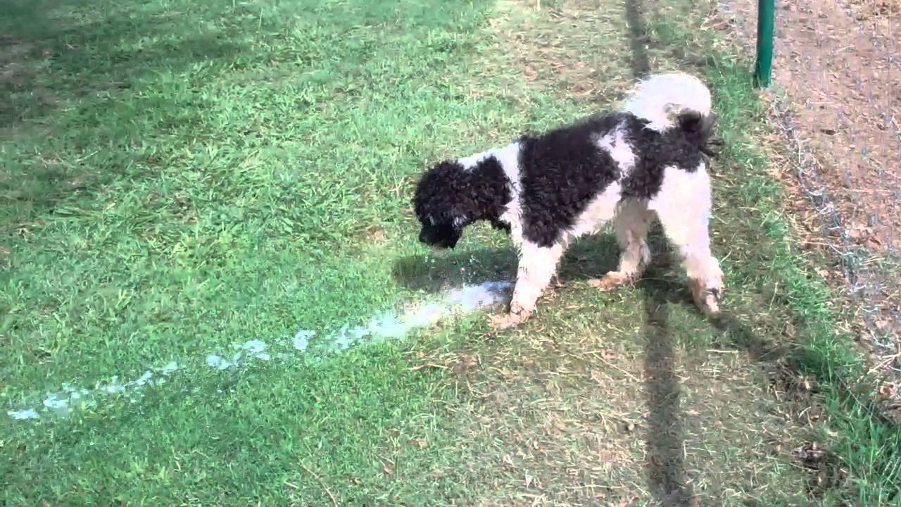 Labradoodle Silly Water Baby - YouTube