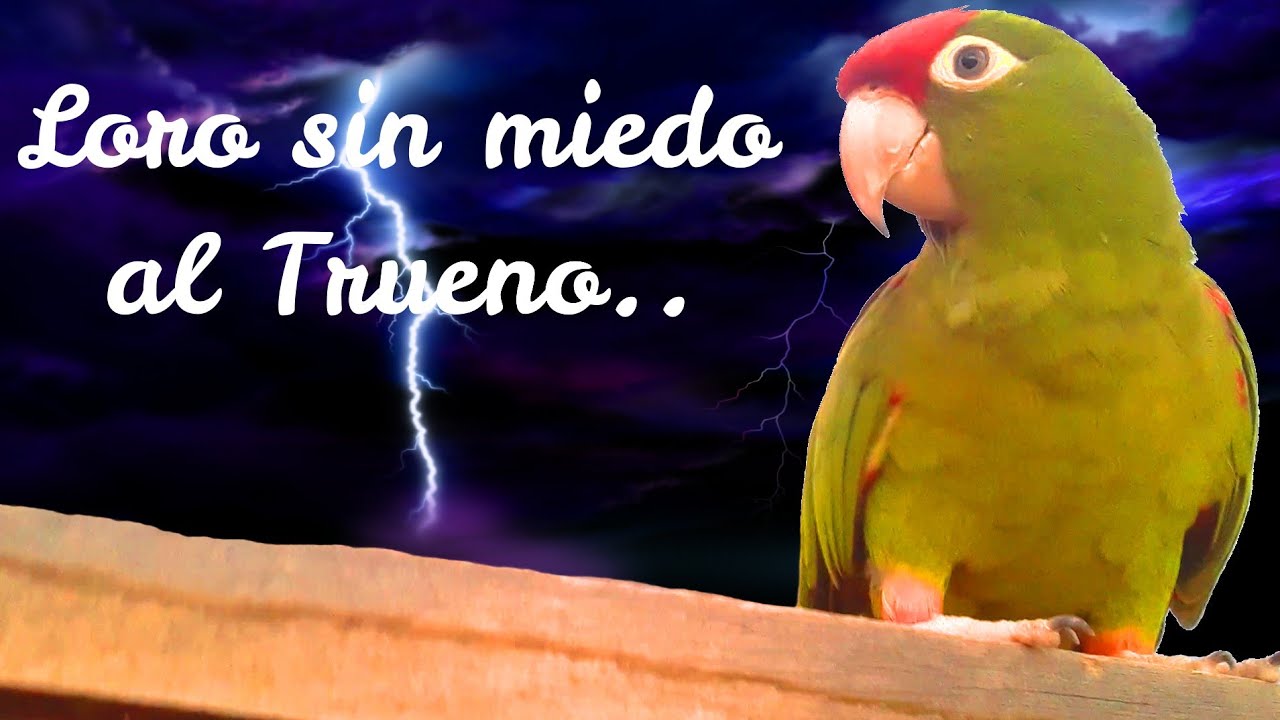 Loro cabeza roja escuchando truenos / mi Loro felíz / Hablando con mi ...