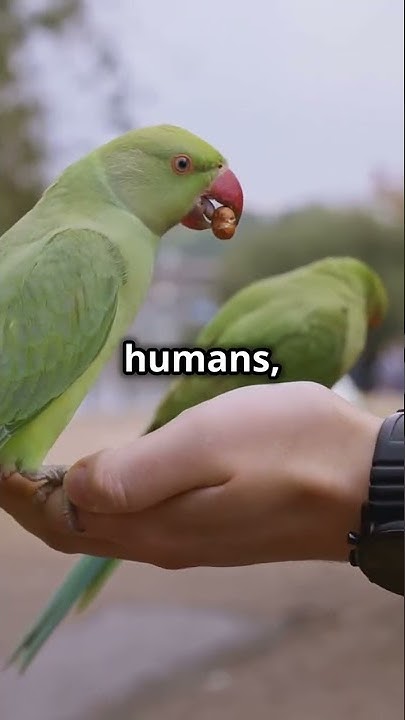 Why Parrots Can Talk Like Us (And Some Humans Can’t!) - YouTube