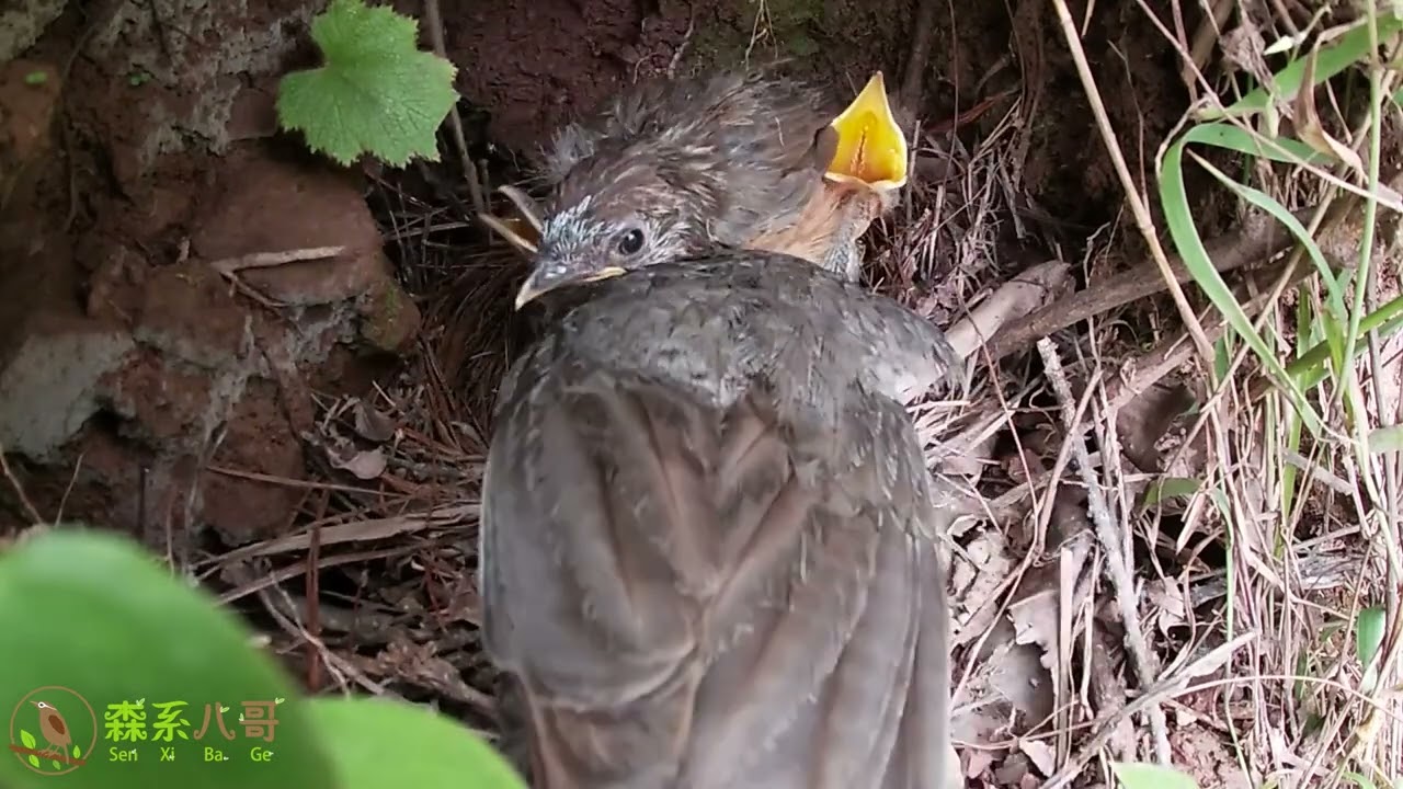 Four big mouths, kept begging, the mother bird came back again and ...