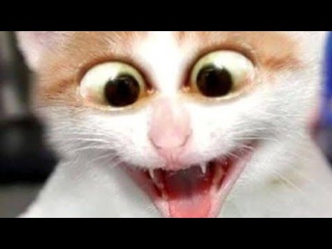Top 50 Funny Cat Videos - Top Funniest Animals Videos 2019