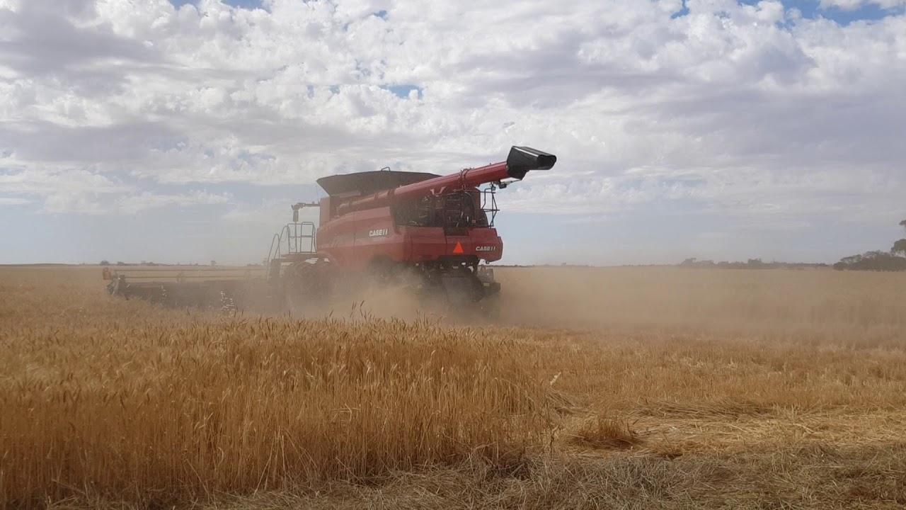 Case IH 8240 with 45 ft mcdon front - YouTube