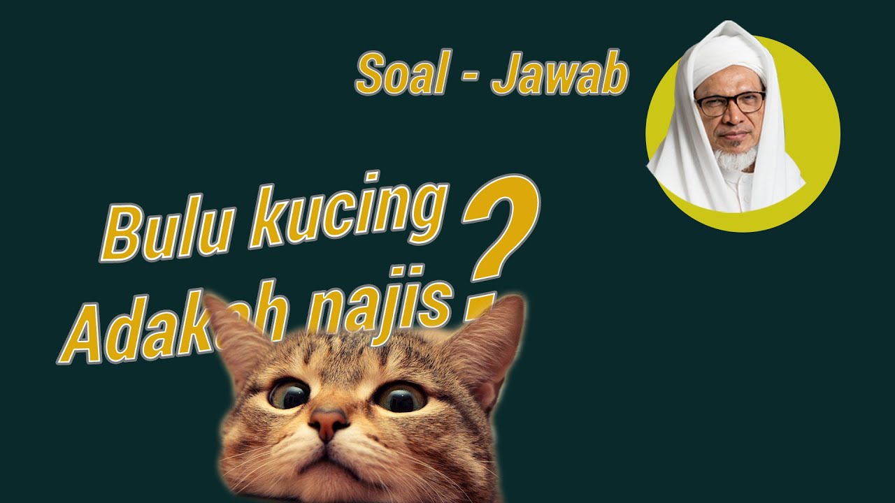 bulu kucing adakah najis ? Tuan Guru Haji Wan Ismail bin Wan Umar - YouTube