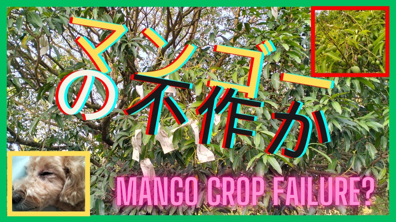 マンゴーの不作か Mango crop failure - YouTube