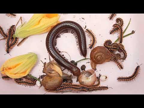 Exploring, Discovering And Captured Big Worm Millipedes, Insects ...