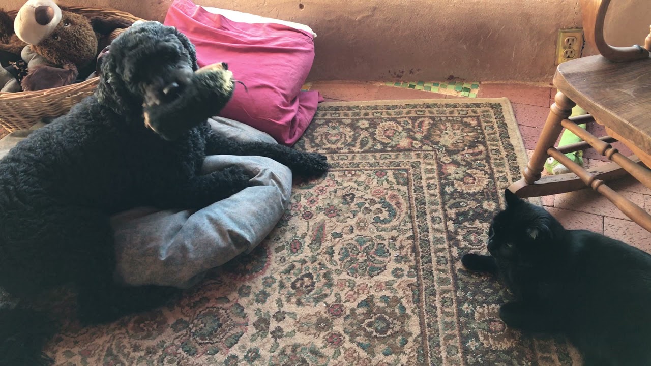 Sam Rumi Cafe - YouTube