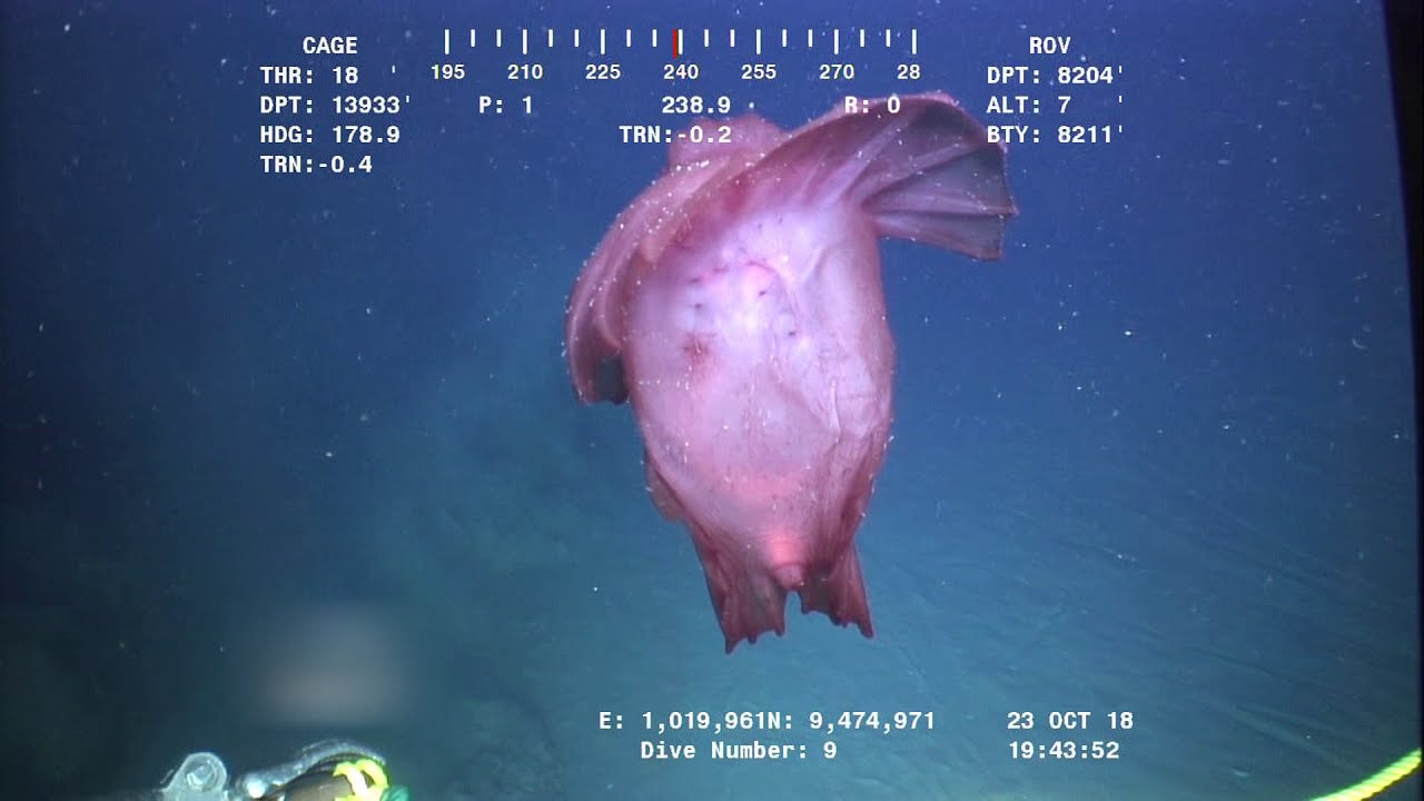 Headless Chicken HD 8,210 Feet Deep - YouTube