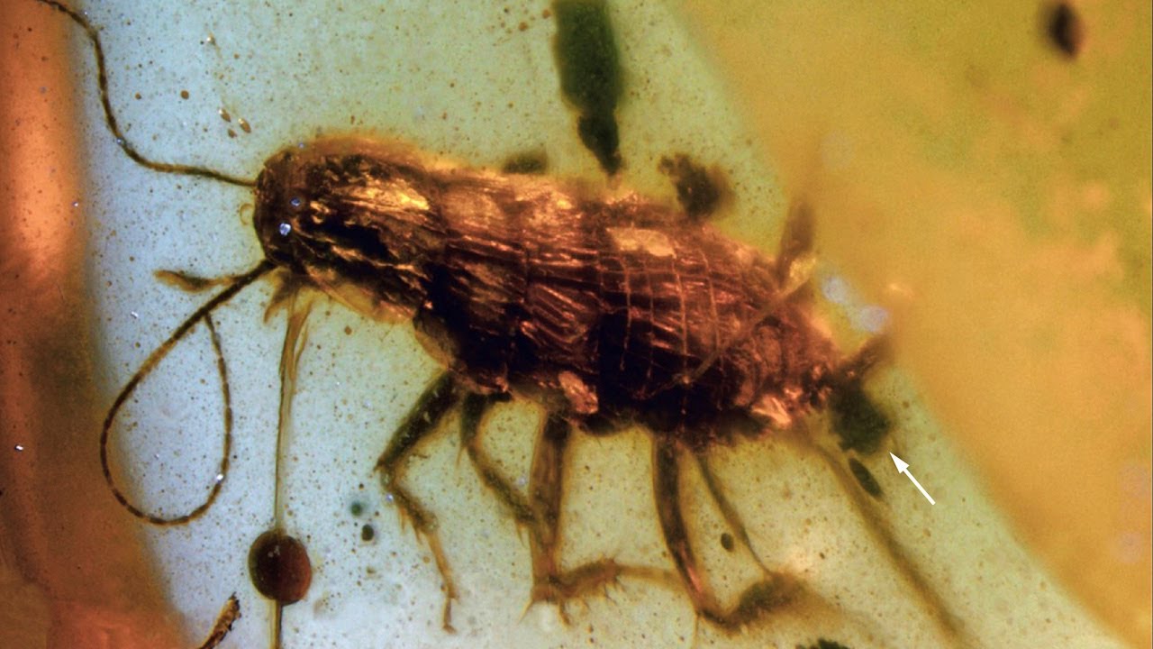 The Oldest Cockroach in the World is 100,000,000 Years Old - YouTube