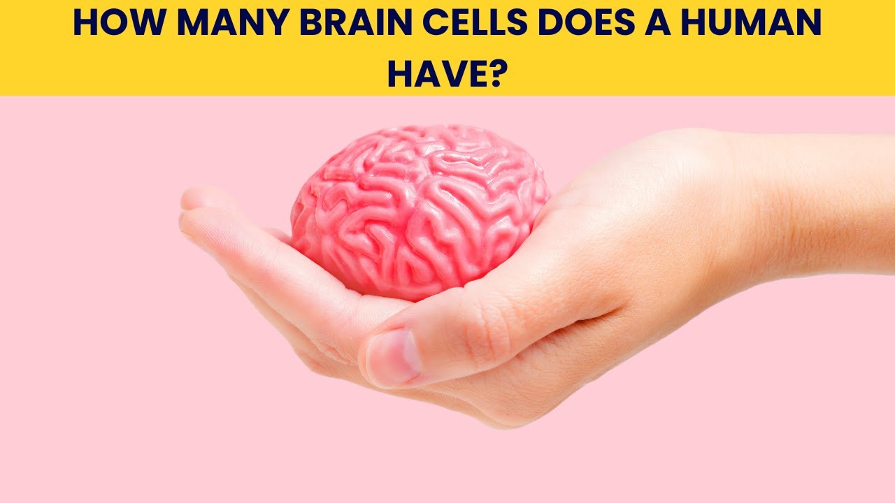 How Many Brain Cells Does a Human Have? - YouTube