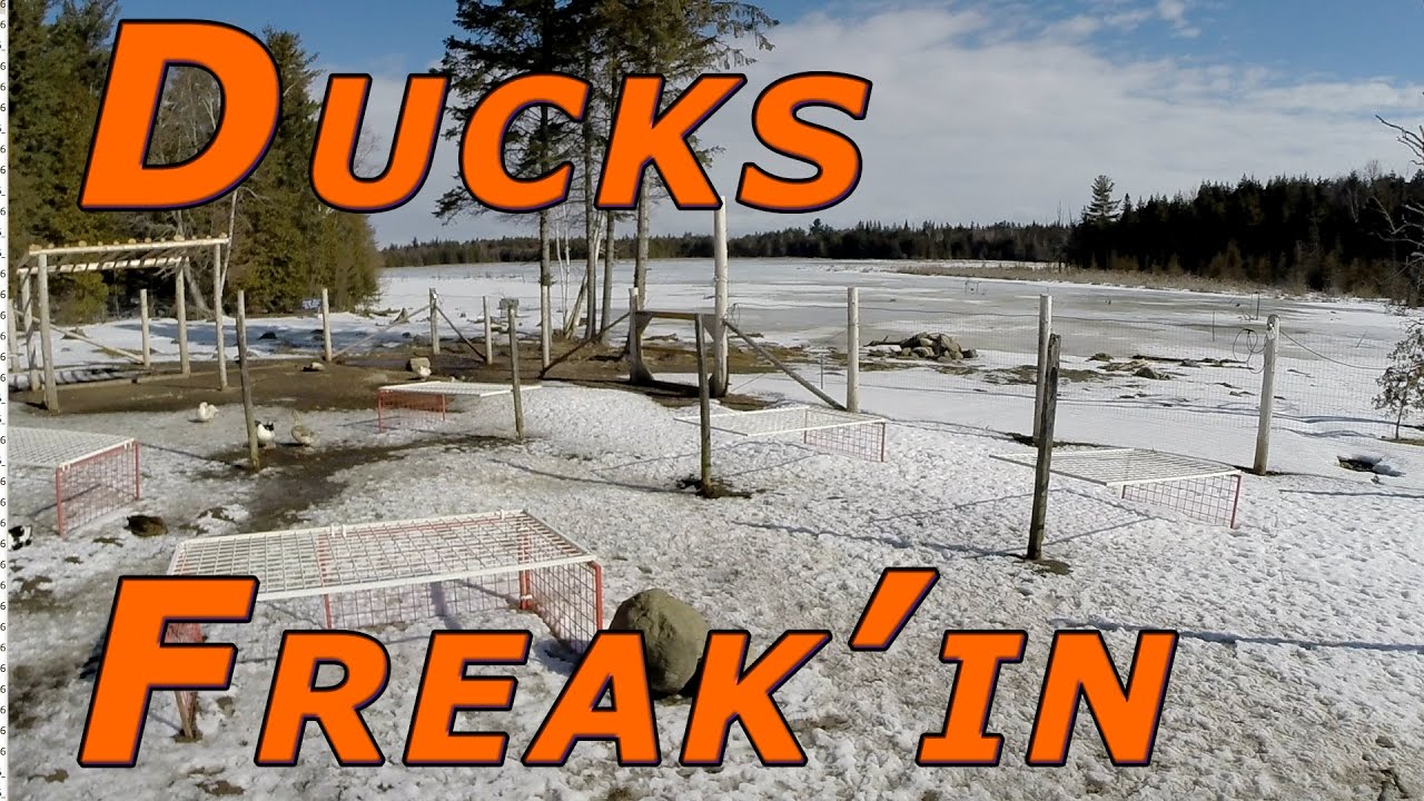 Ducks In Panic #137 Ducks & Winter 2016-17 - YouTube