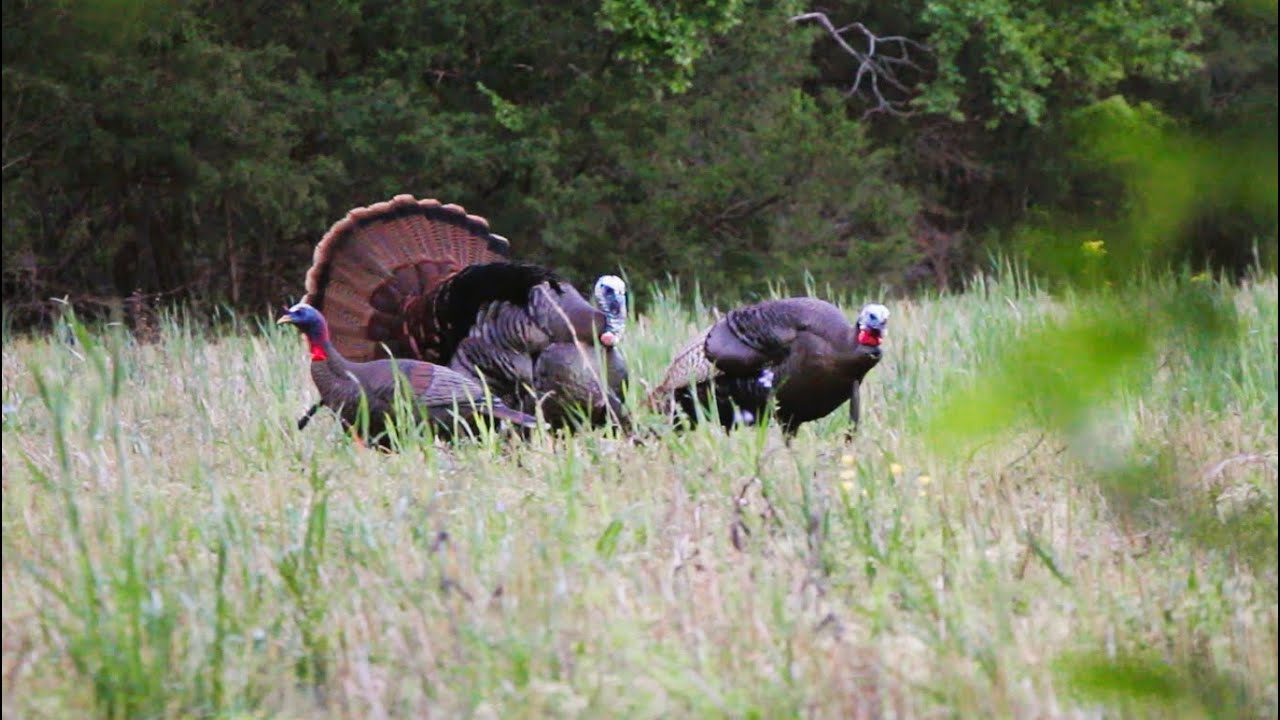 TWO TOMS at 20 YARDS! :Tennessee turkeys - YouTube
