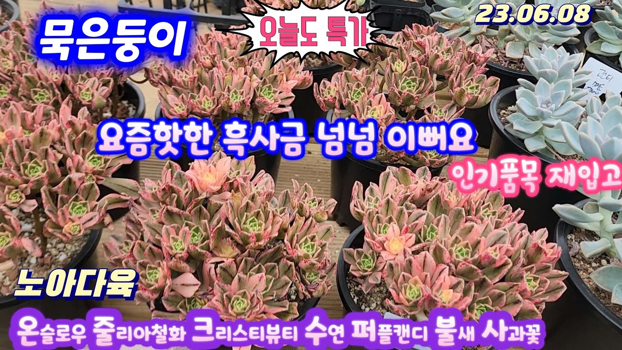 노아다육2묵둥이모든품목왕창세일로슈라리아화이트그리니바이올렛퀸수연러블리로즈사과꽃고스티흑사금짚시금무지파랑새