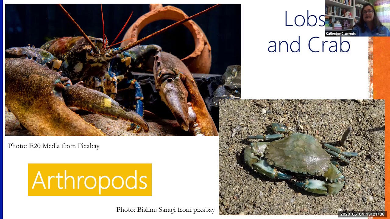 LIFE: Science Shorts – Coastal Module: Marine Invertebrate ...