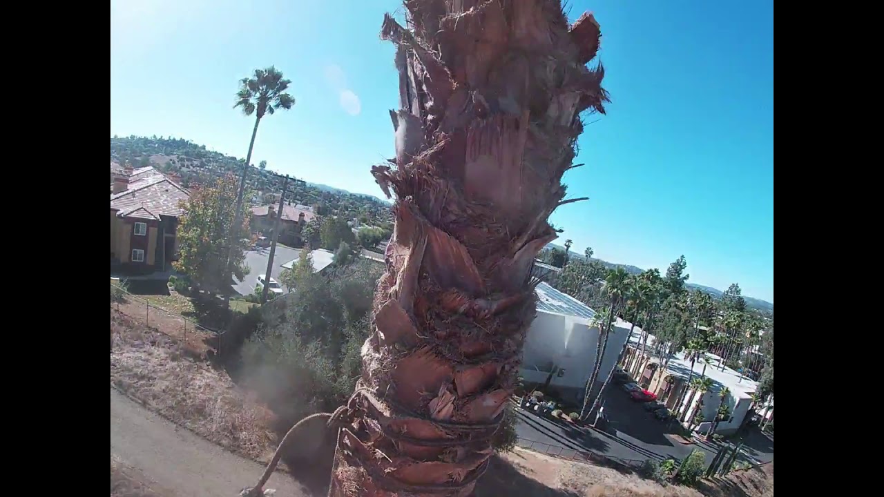 Lg Mexican Palm Tree Removed /Escondido Ca - YouTube