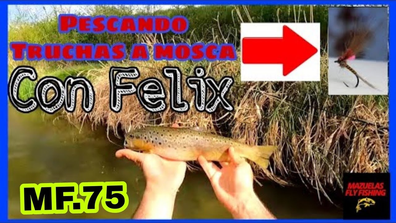 Pescando truchas a mosca seca.Dry fly fishing trout 2022 - YouTube