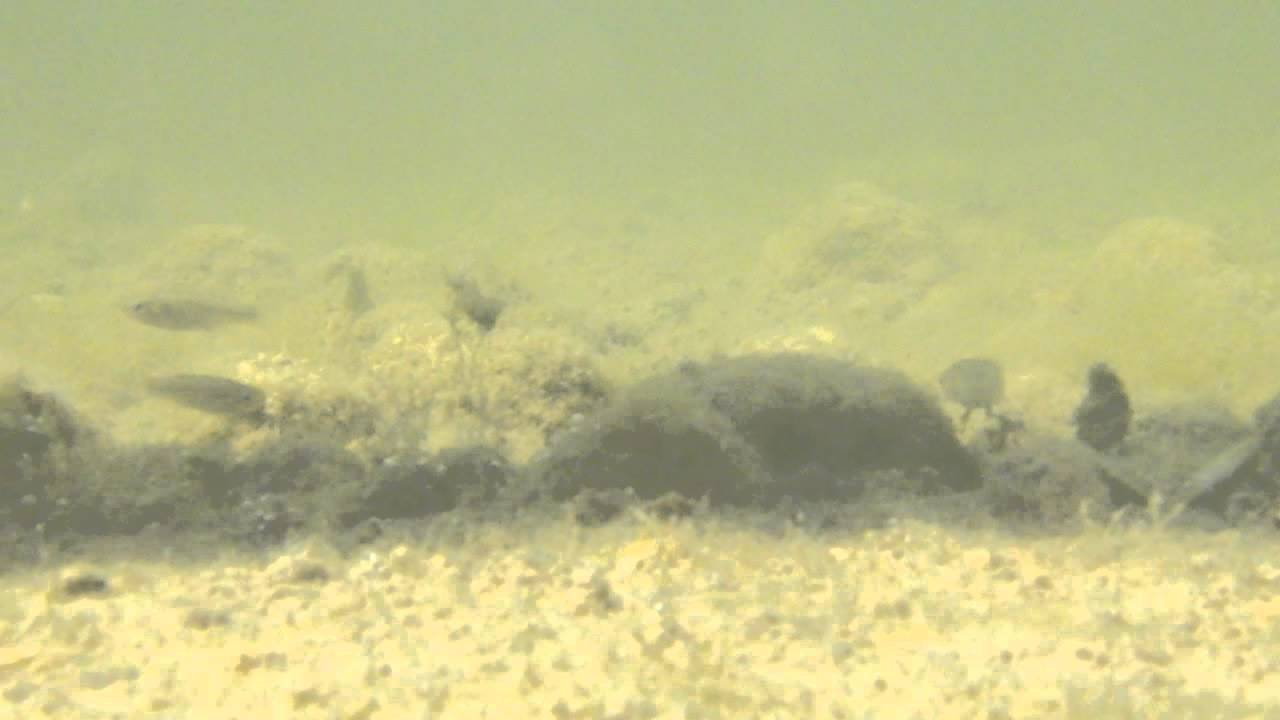 Aphanius iberus ('el fartet') in its natural habitat, Santa Pola, Spain ...