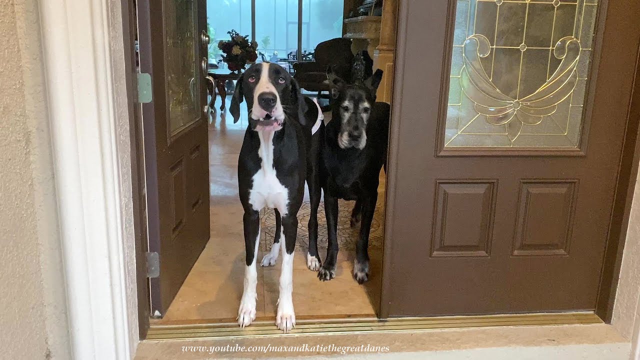 Funny Great Danes Complain They Can't Go Out In The Tropical Storm ...