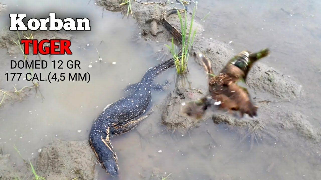 Hunting Biawak, Belibis, Mandar... - YouTube