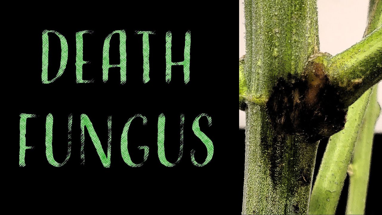 Cannabis Death Fungus - Fusarium! - YouTube