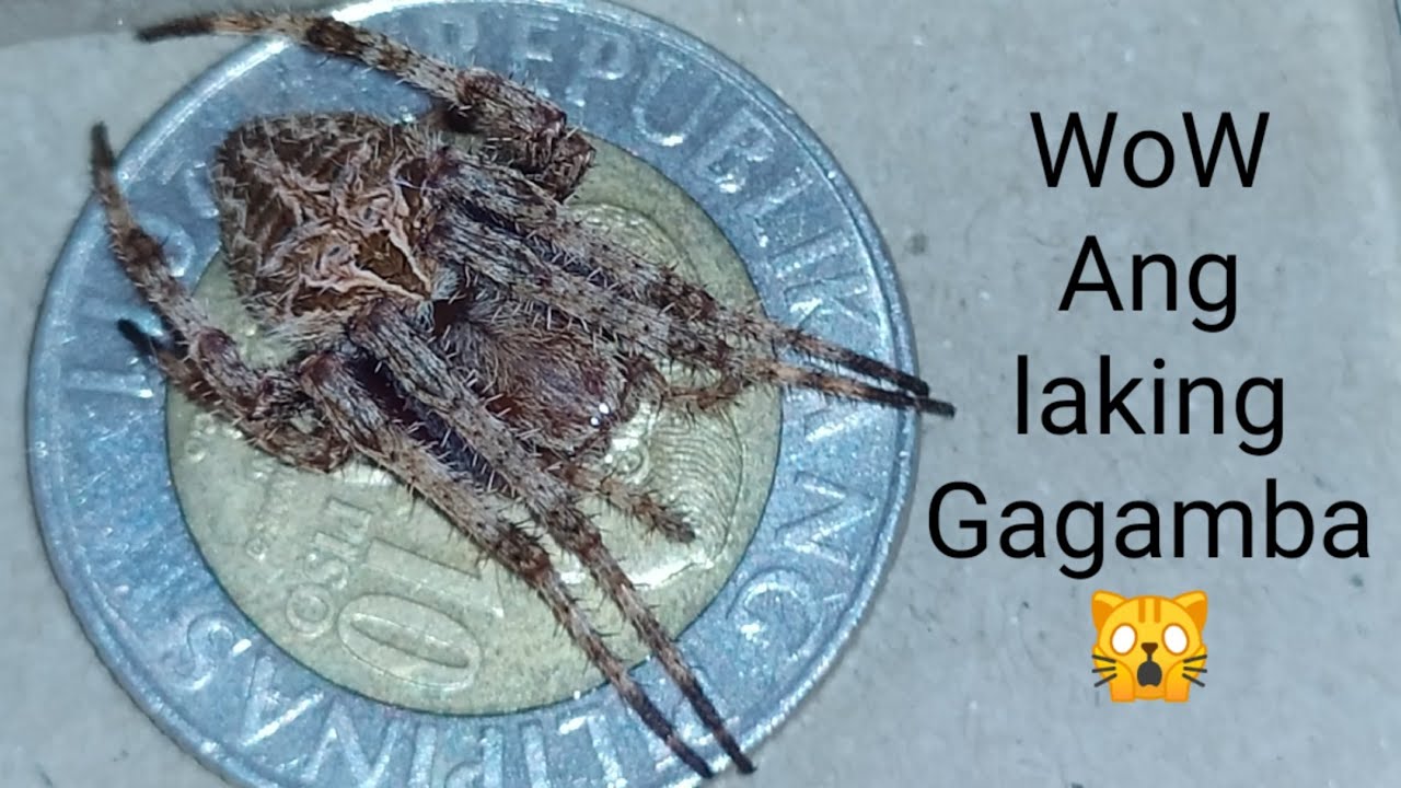 Ang malaking Gagamba ngayun 2023 😱 - YouTube