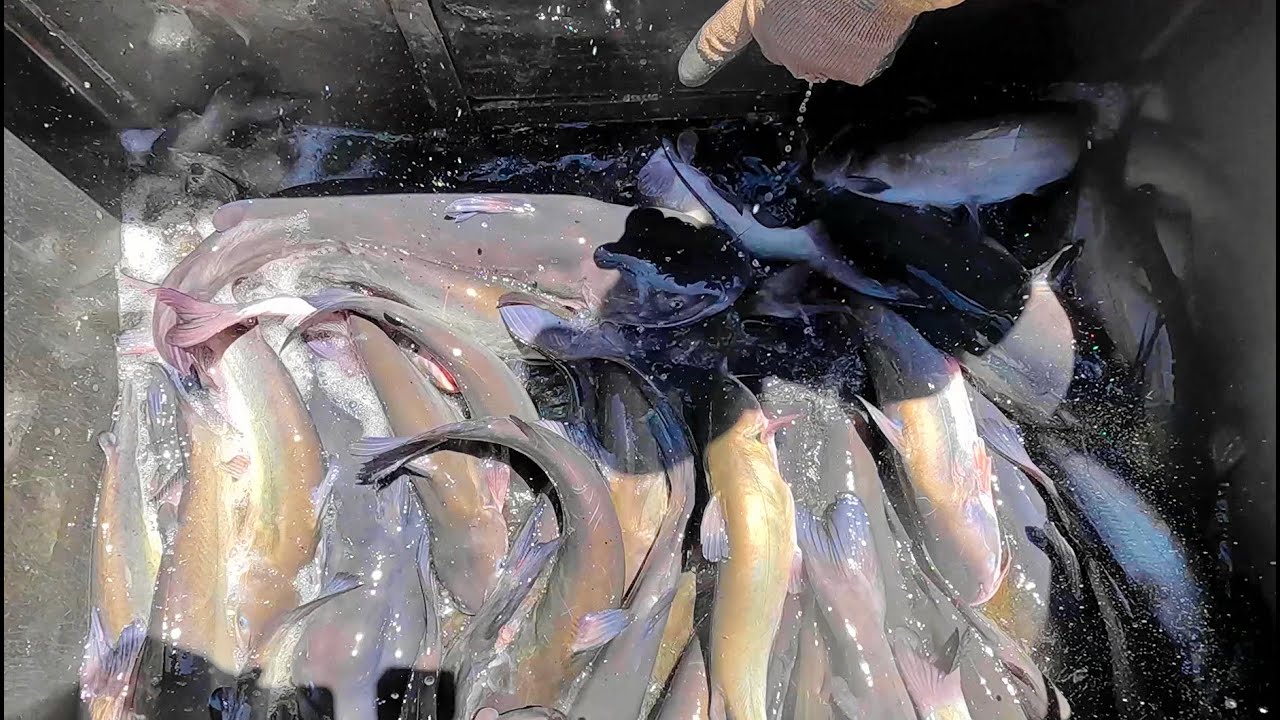 6/27/24 STOCKING BIG IMPERIAL CATFISH AT SANTA ANA RIVER LAKES - YouTube