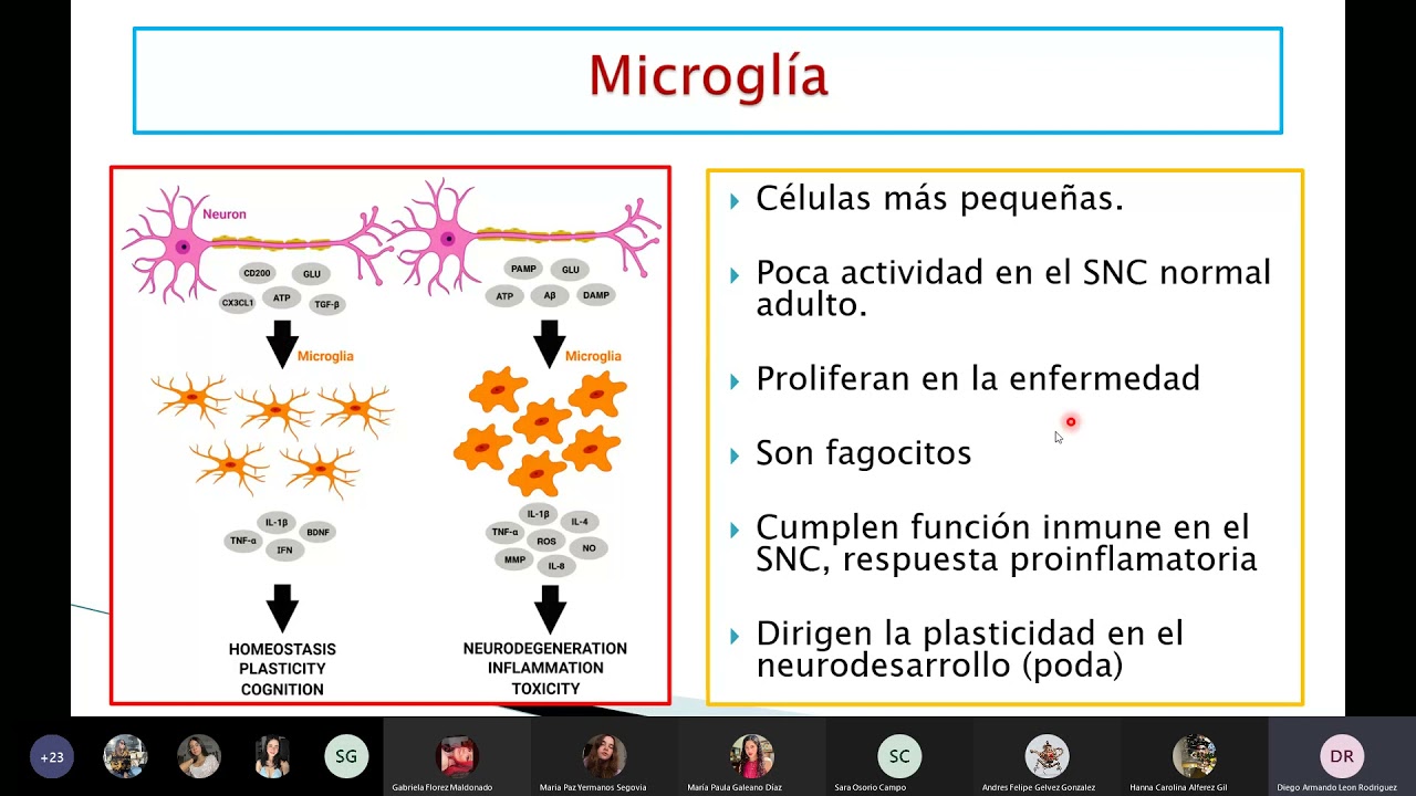 Microglía - YouTube
