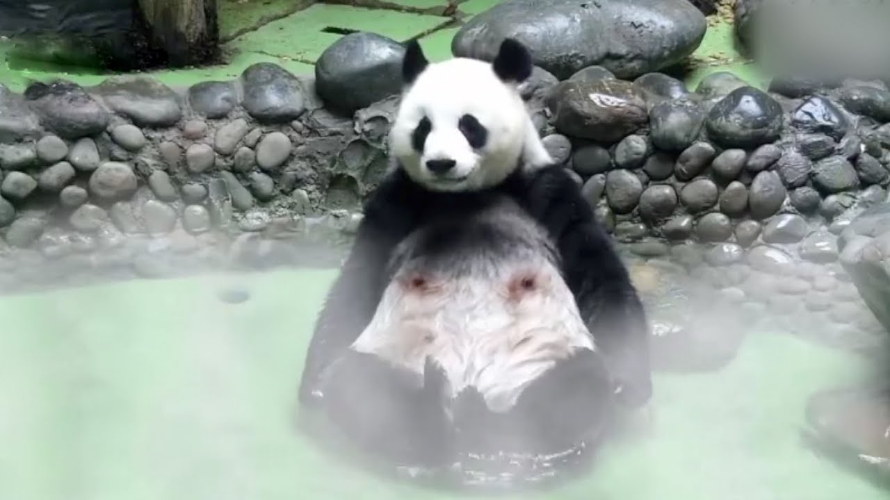 Panda enjoys hot spring bath to beat winter chill - YouTube