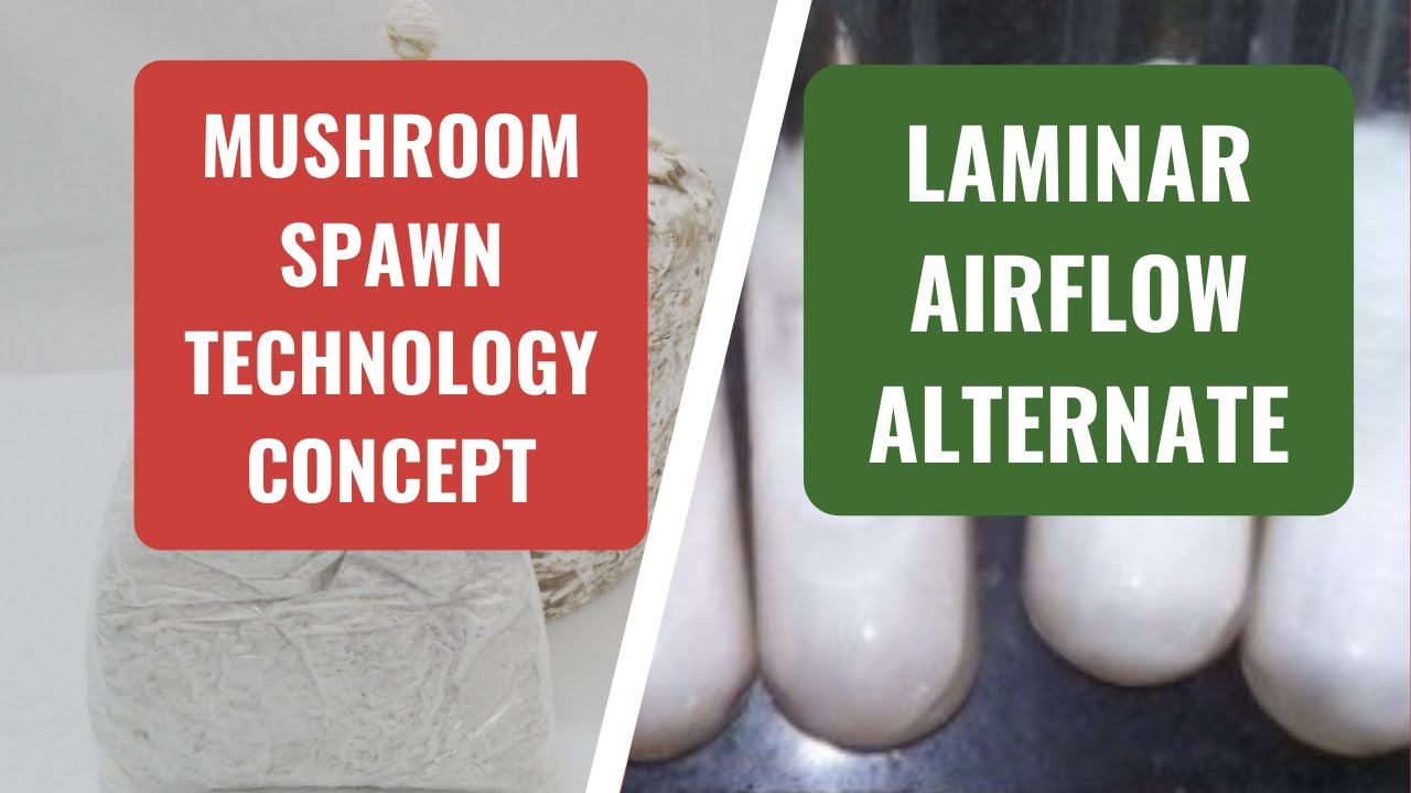 Mushroom spawn kese banaye || Spawn preparation basics || How to make DIY glovebox for ...