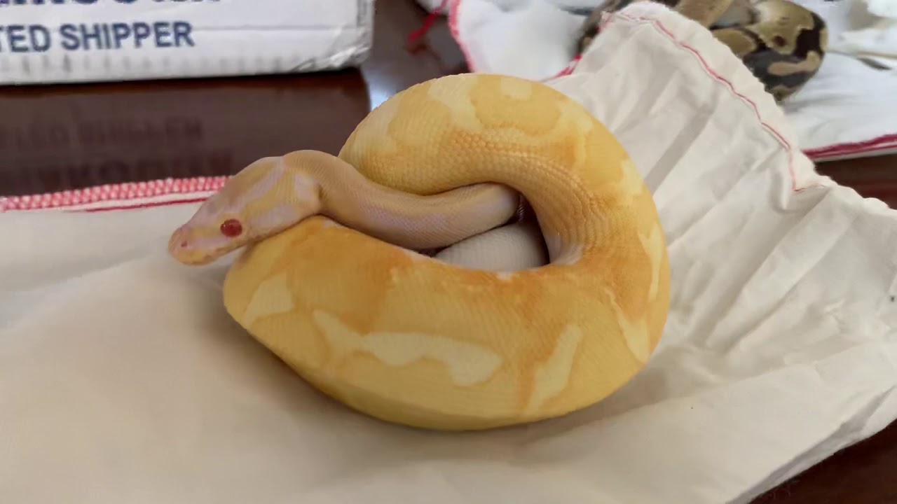 Unboxing albino pied ball python and Fire Ball Python DH albino pied ...