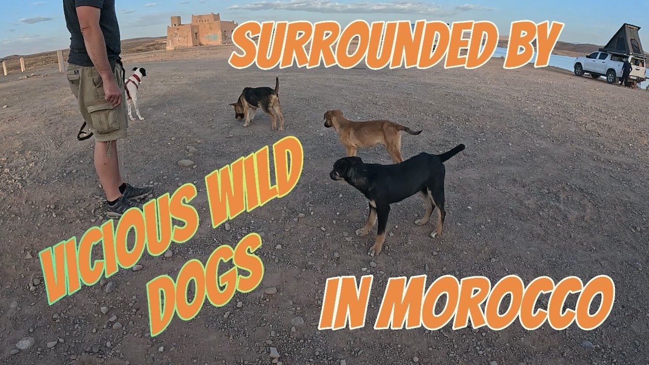 Face to face with wild dogs in Morocco | Travelling through Morocco ...