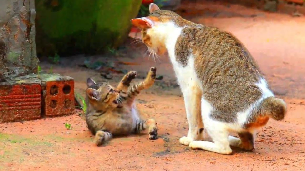Awesome Mother Plays With With Kitty | Funny Cat And Meal - YouTube