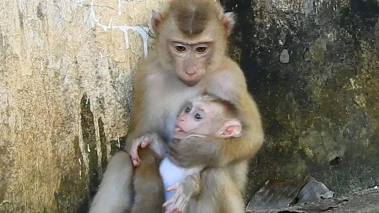 Watch Chenla monkey hug and suffocate baby LEO, right? - YouTube