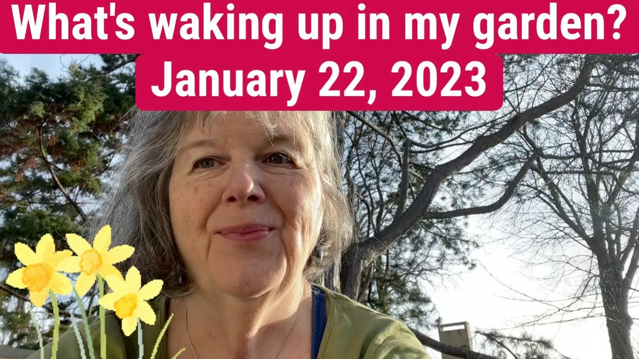 What's waking up in my garden on January 22, 2023? - YouTube